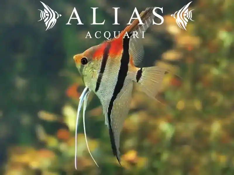 Alias AcquariPesci scalari (Pterophyllum scalare)